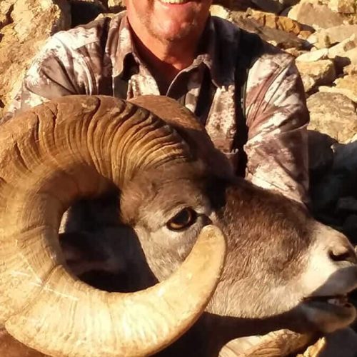 Bighorn Sheep Hunting Guides - Horn Fork Guides